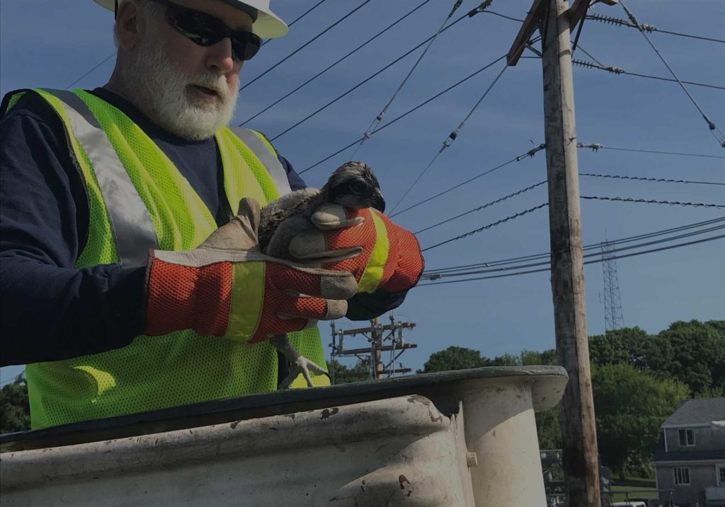 BIPCo Osprey – Block Island Power Company