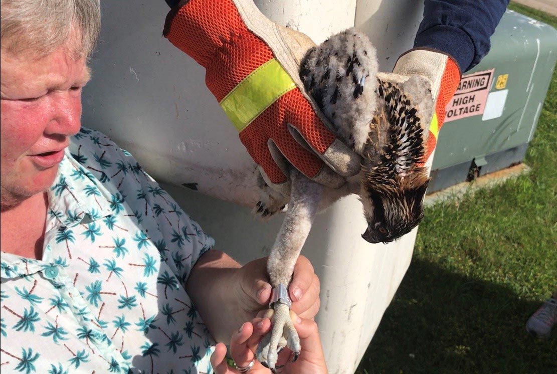 BIPCo Osprey – Block Island Power Company