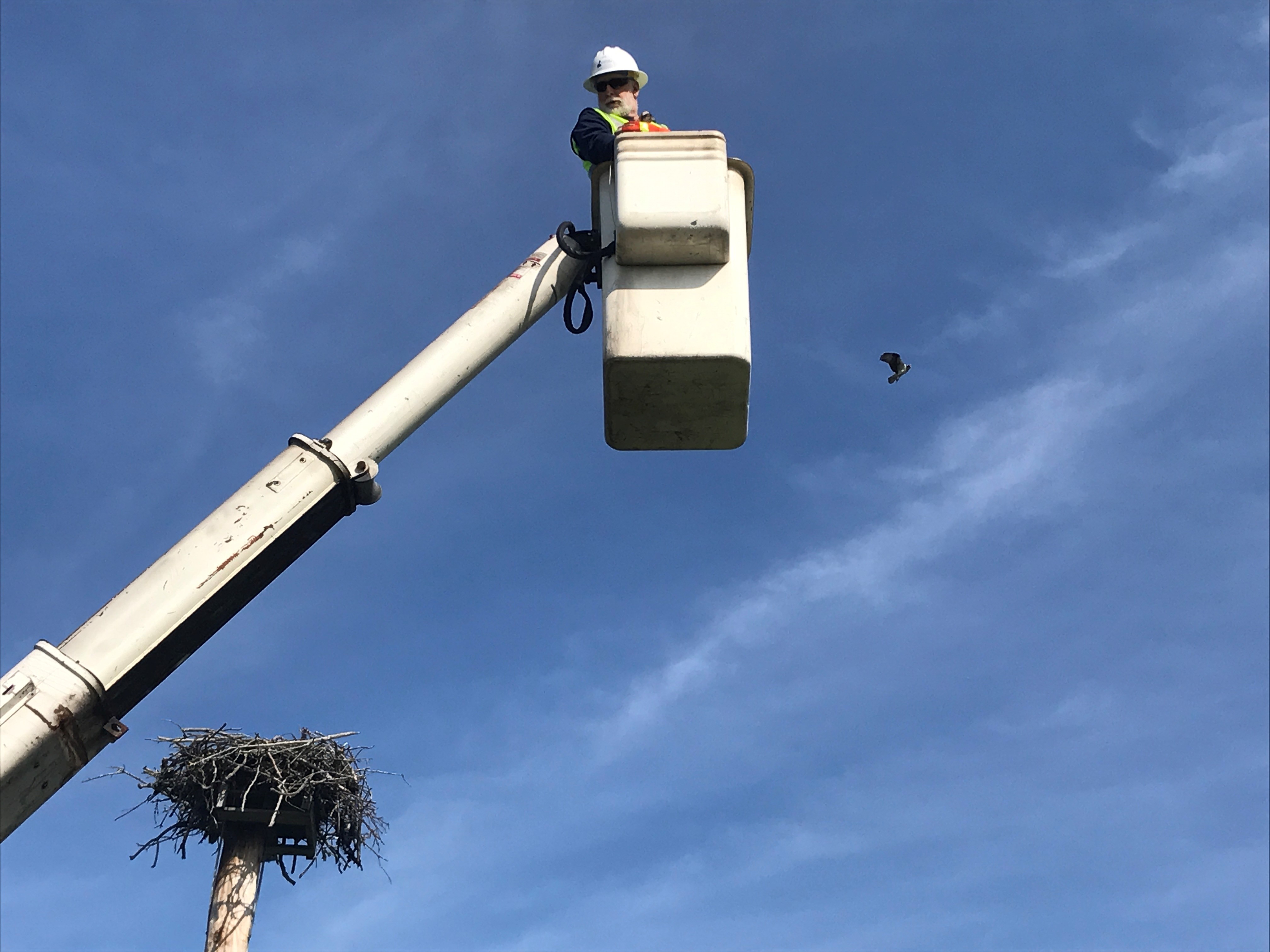 BIPCo Osprey – Block Island Power Company