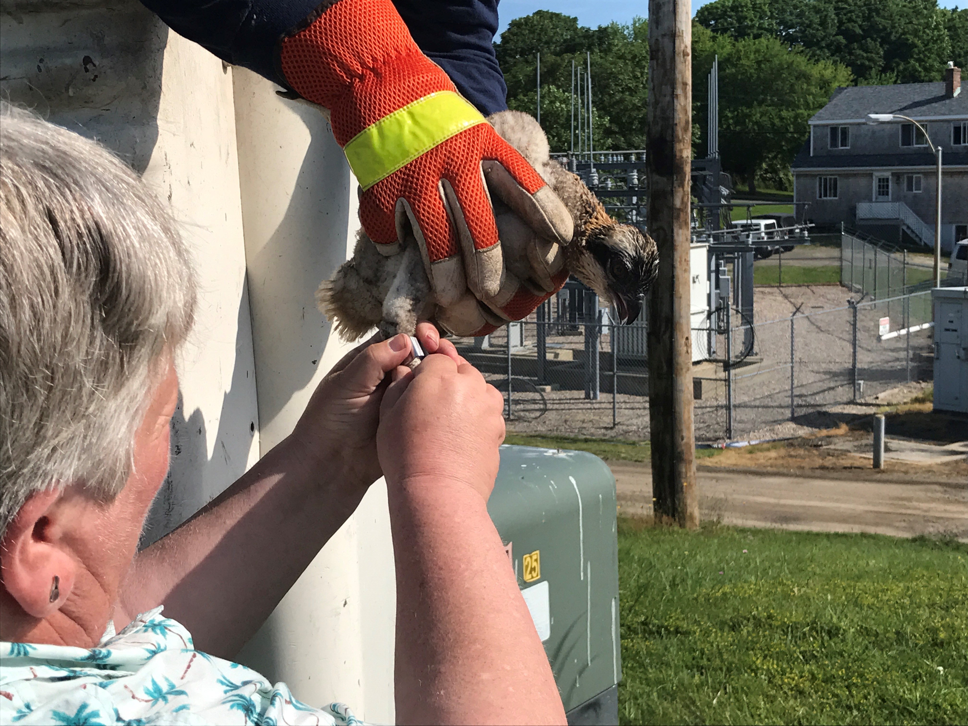 BIPCo Osprey – Block Island Power Company