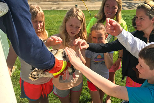 BIPCo Osprey – Block Island Power Company